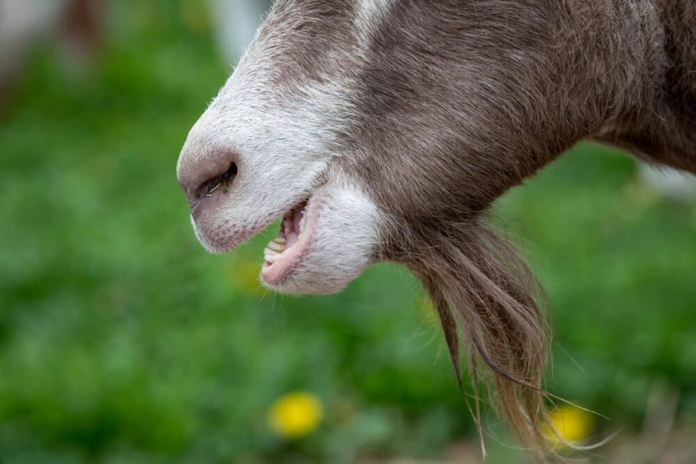 Ziegenbart: Was ist das schon wieder? | Heisenbeard